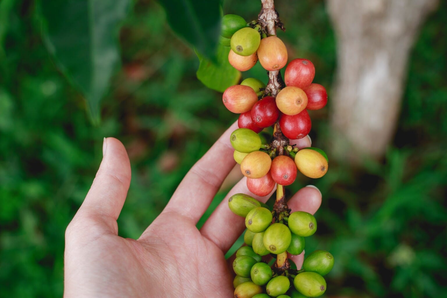 What Is Kona Coffee And Why Is It So Treasured? — Salt & Wind Travel