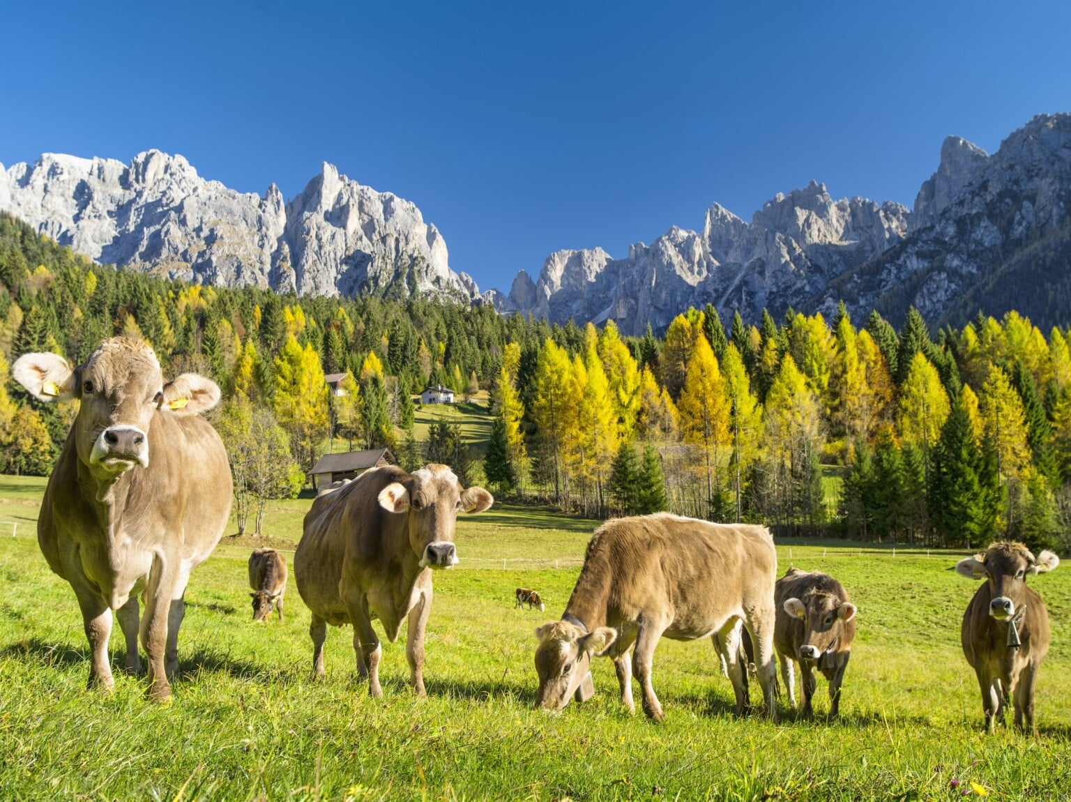 Dolomites Food: 20 Top Foods In The Italian Alps — Salt & Wind Travel