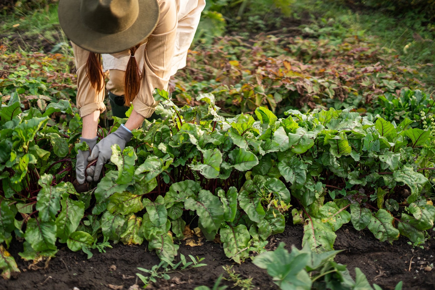 Celebrating California Women in Agriculture